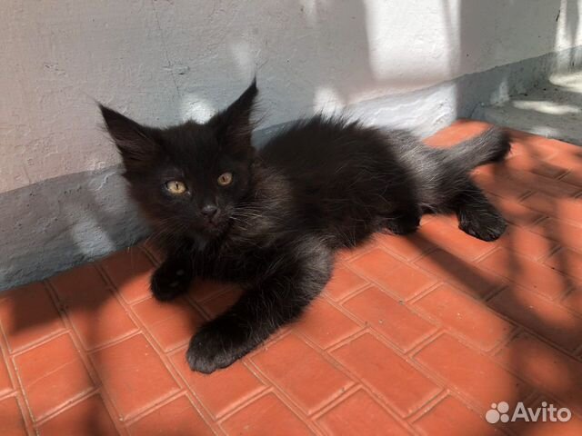 Маленький котенок-мальчик с доставкой на дом