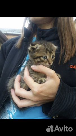 Котята котики ищут дом