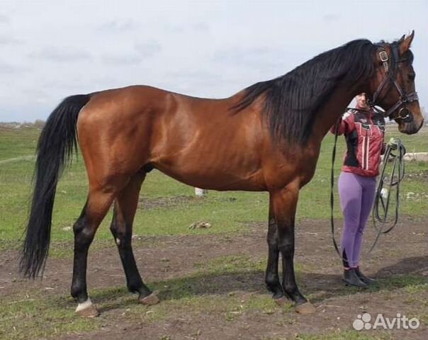 Спортивный жеребец в заботливые руки