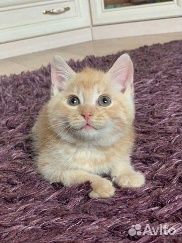 Чудесная кошечка, 2 мес