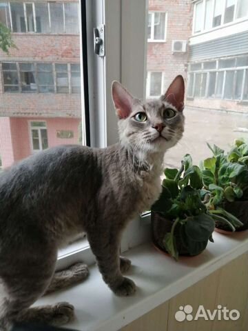 Кошки в добрые руки бесплатно