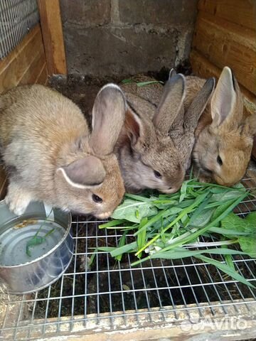 Кролики