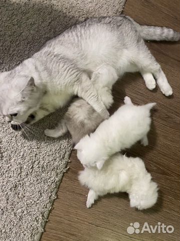 Британские котята