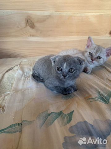 Котята