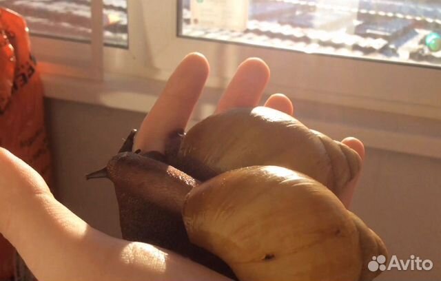 Улитки Иктерики