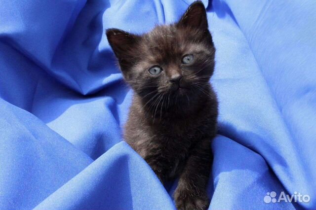 Черный котенок в дар 1,1 мес