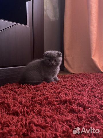 Шотландская