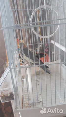 Попугай корелла без клетки