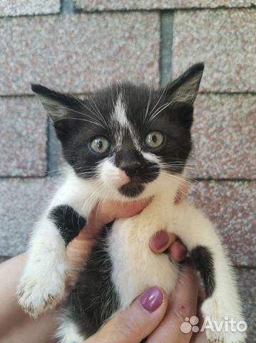 Котенок мальчик 1.5мес