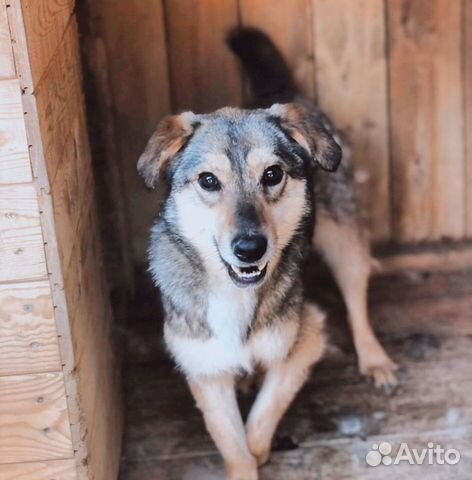 Робкая Машенька ищет дом