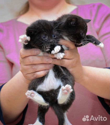 Котята мальчик и девочка 1 мес