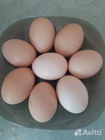 Инкубационное яйцо кур мясо яичного направления