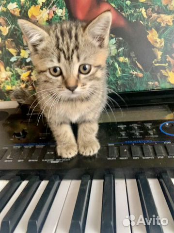 Кошка тигруля