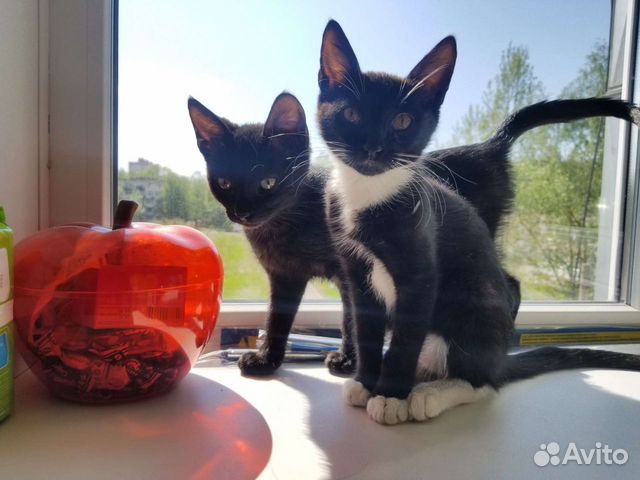 Котята в добрые руки бесплатно