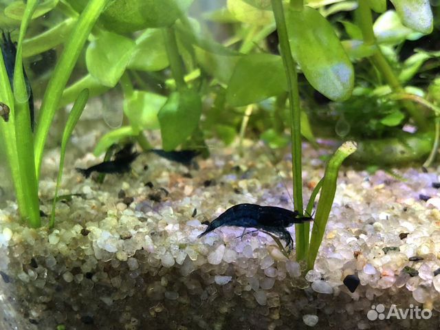 Креветка синяя