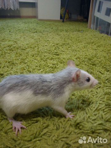 Крыса дамбо с клеткой бесплатно