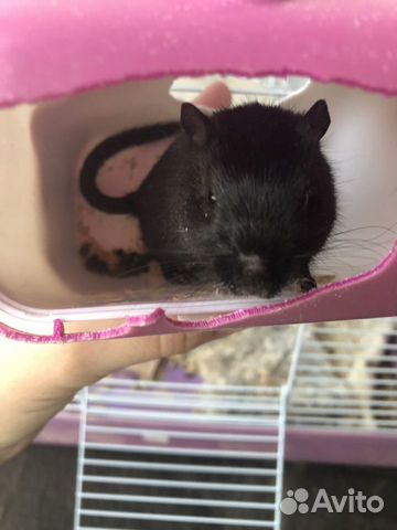 Песчанка девочка с клеткой