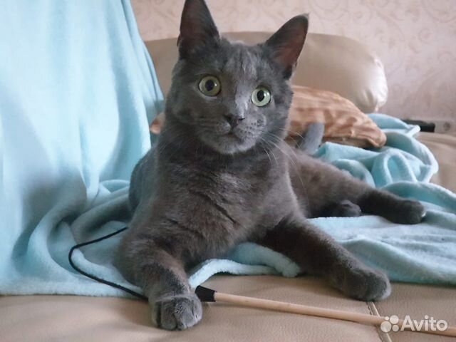 Русская голубая