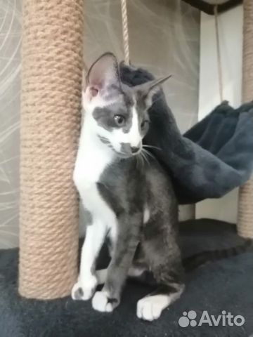 Кошка петерболд