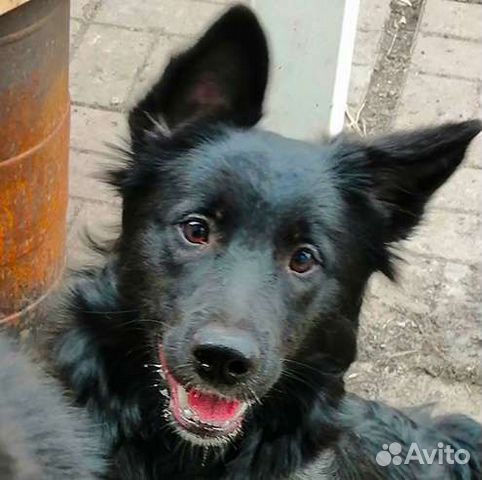 Компанейский щенок Дафна в добрые руки