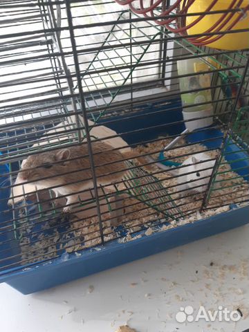 Миши Песчанки