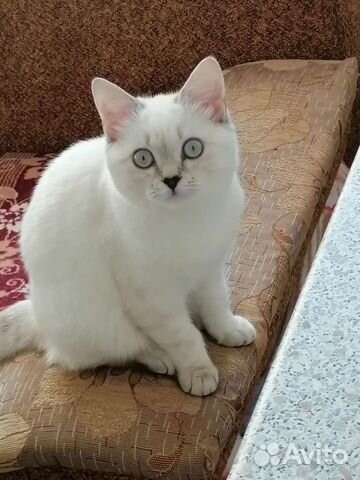 Шотландская кошечка
