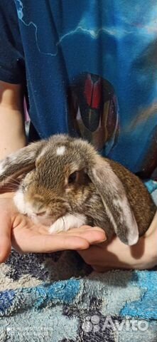 Ева - декоративный вислоухий кролик
