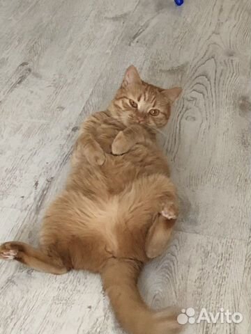 Кошка в дар