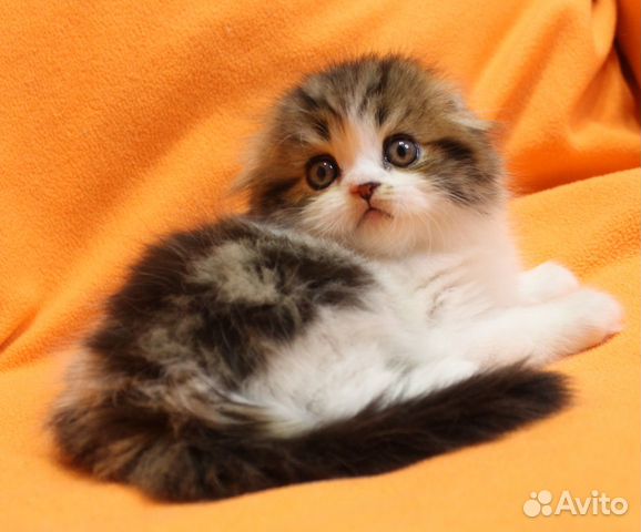 Малыш хайленд фолд черный мраморный с документами