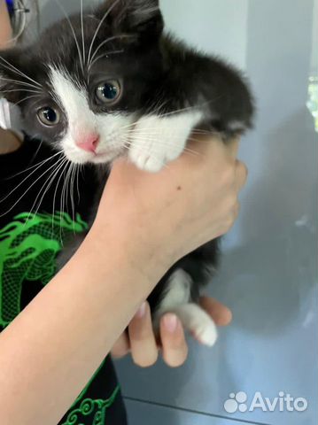 Котята в добрые руки бесплатно