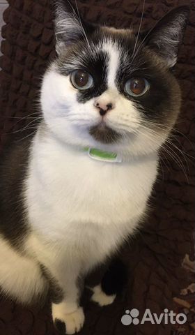 Кошка в дар