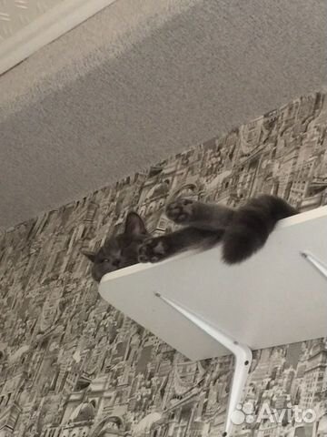 Случка кошки