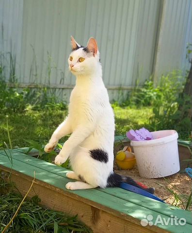 Отдам кошку в добрые руки