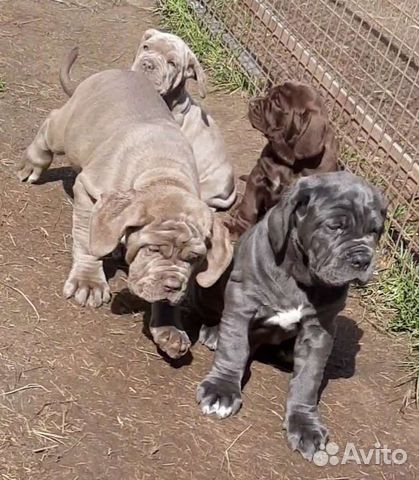 Неаполитанская братва