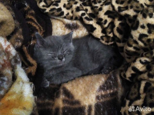 Кошечка метис шотландца