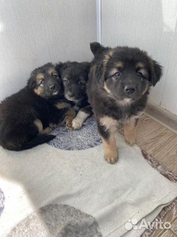 Щенок в добрые руки бесплатно