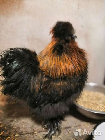 Куры петухи