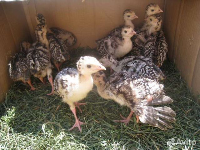 Индюшата двухнедельные