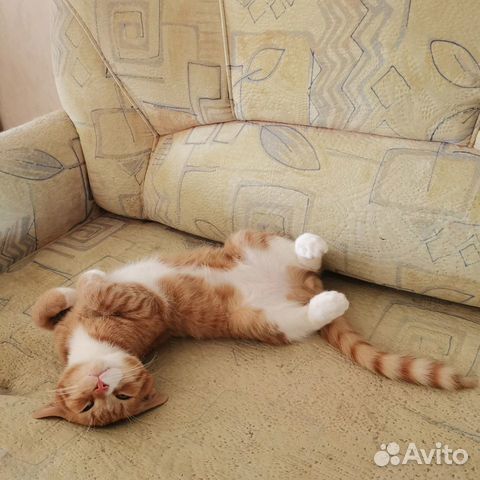 Рыжий игривый котенок ищет дом