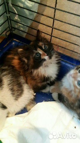 Шикарная девчонка, возраст 2 месяца