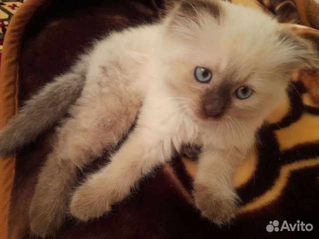 Гималайский котенок девочка