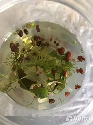 Улитки аквариумные