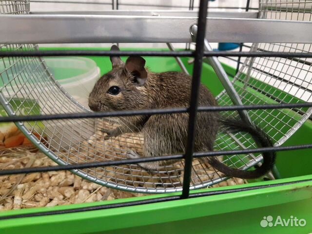 Белка дегу, чилийская белка, 3-4 мес