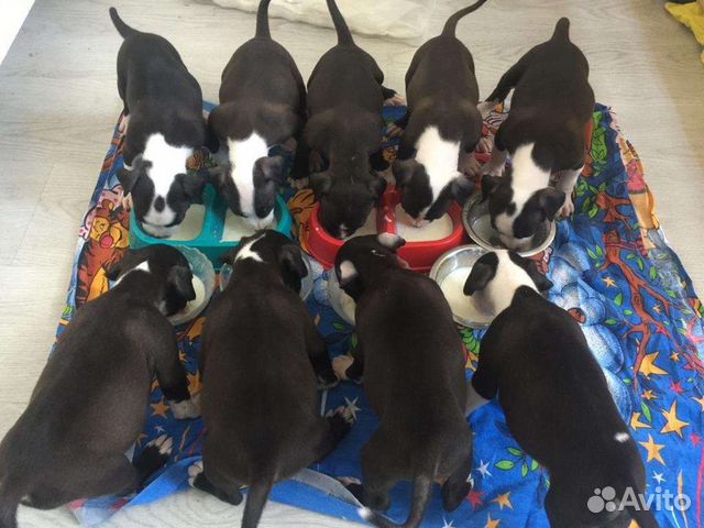 Продаются апбт