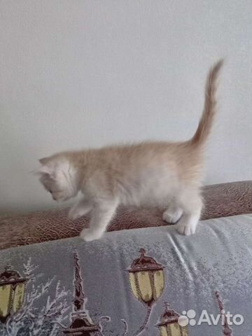 Котик в добрые руки