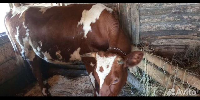 Телка стельная