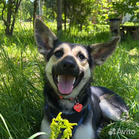 Шанель брошенка - щенок ищет семью