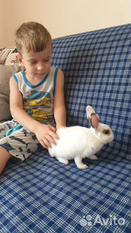 Отдам даром кролика