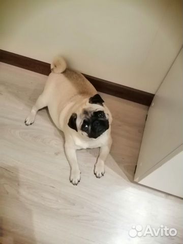 Купить щенка мопса