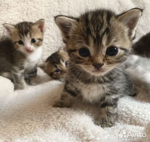 Котята шиншилла